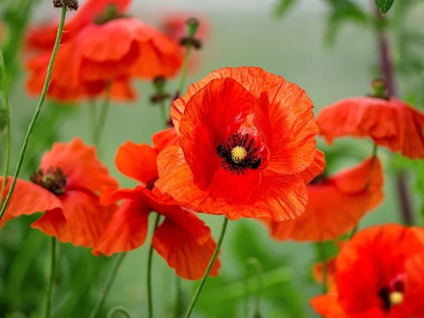 La signification des coquelicots