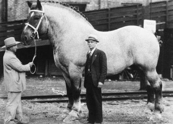 Le Cheval Le Plus Gros Du Monde Cheval : Tout Savoir Sur Cet équidé
